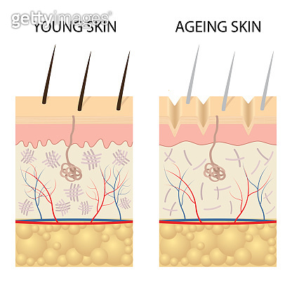 Young healthy skin and older skin comparison. 이미지 (846466210) - 게티이미지뱅크