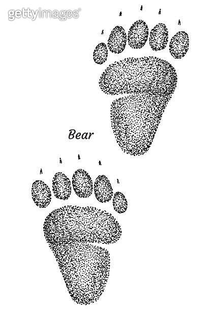 Bear footprint illustration, drawing, engraving, ink, line art, vector ...
