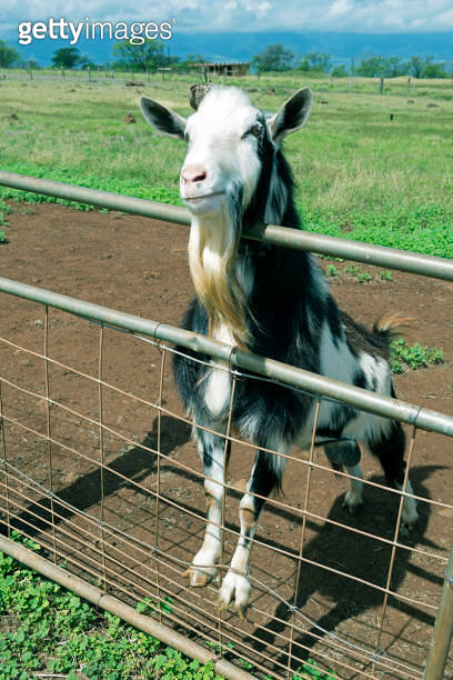 Male goat at gate on farm in Maui HI (829876342) - 게티이미지뱅크