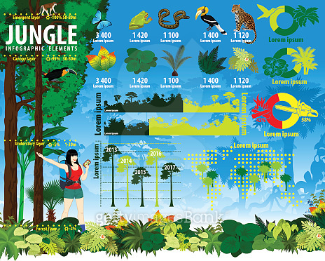 Vector tropical rainforest Jungle infographics elements (836347004 ...