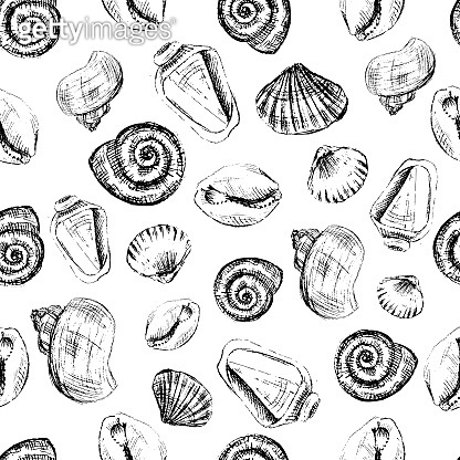 Seashells hand drawn vector graphic etching ink sketch isolated on ...