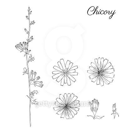 Chicory flower, bud, leaf hand drawn graphic vector botanical illustration, doodle ink sketch ...
