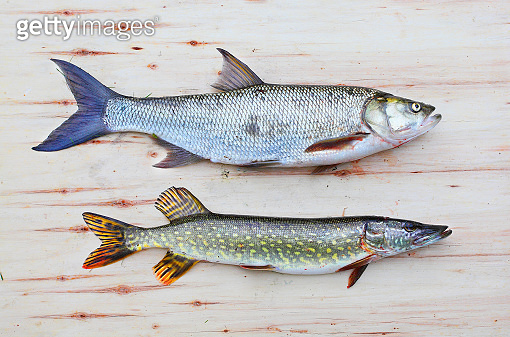 The Asp fish - Aspius Aspius and a Northern Pike - Esox Lucius. 이미지 (859122272) - 게티이미지뱅크