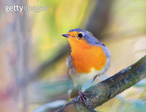 beautiful little orange bird Robin sitting on a branch in the garden on ...