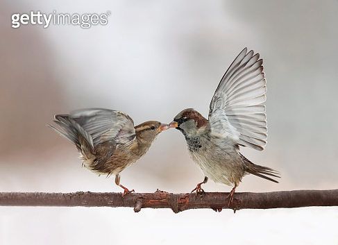couple of cute little birds sparrows arguing on the branch flapping ...