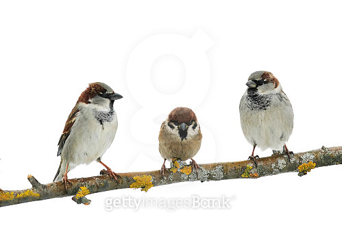 three cute birds Sparrow on white isolated background on a tree branch ...