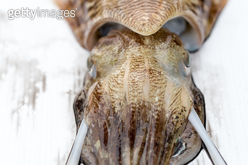 Cuttlefish or cuttles are marine animals of the order Sepiida. They ...