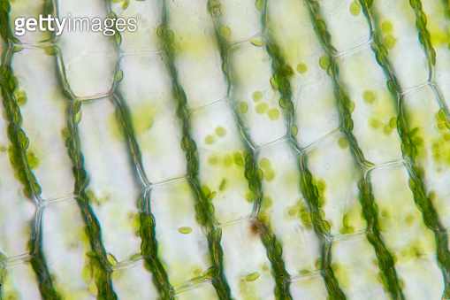 Cell structure Hydrilla, view of the leaf surface showing plant cells ...
