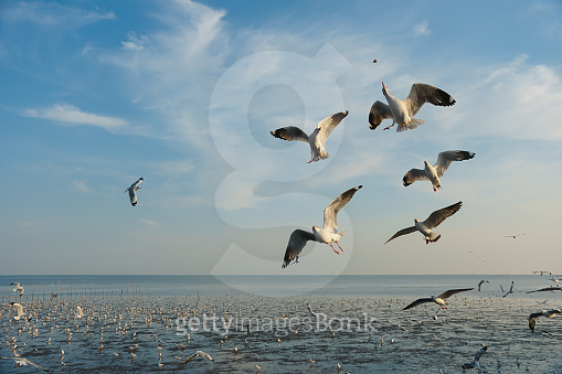 Birds snatching food in sky 이미지 (672696920) - 게티이미지뱅크