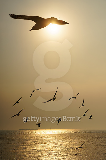 Backlit Birds gliding at sunset 이미지 (671098312) - 게티이미지뱅크