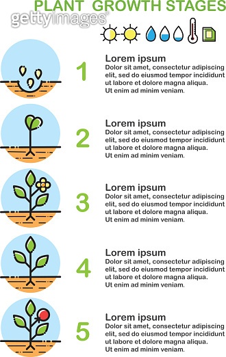 Plant growth stages. Linear style illustration isolated on white ...
