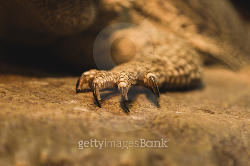 reptiles foot, claws, bearded dragons claws closeup 이미지 (805226962 ...