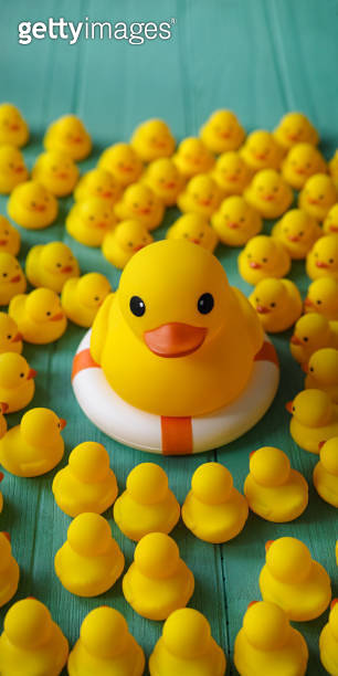 One large yellow rubber duck on a safety inflatable life ring ...