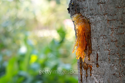 Resin on the tree 이미지 (643048142) - 게티이미지뱅크
