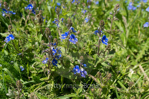 Wild forget-me-not flowers. Myosotis photo. (628867972) - 게티이미지뱅크