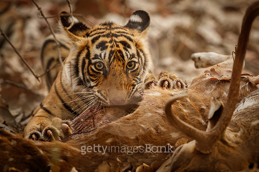 Bengal tiger cub eating fresh kill in the shadow 이미지 (691772482) - 게티이미지뱅크