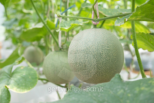 Melon in organic farm in Thailand 이미지 (636979106) - 게티이미지뱅크