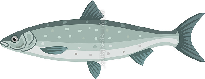Lavaret european whitefish coregonus lavaretus fish 이미지 (638761762 ...