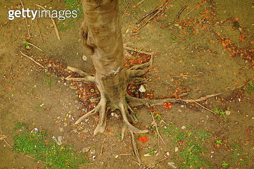 Large Tree Base 이미지 (813083110) - 게티이미지뱅크