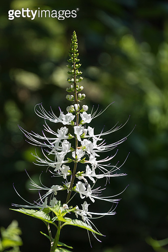 Orthosiphon aristatus/Kidney tea/Java Tea plant closeup 이미지 (822361512 ...
