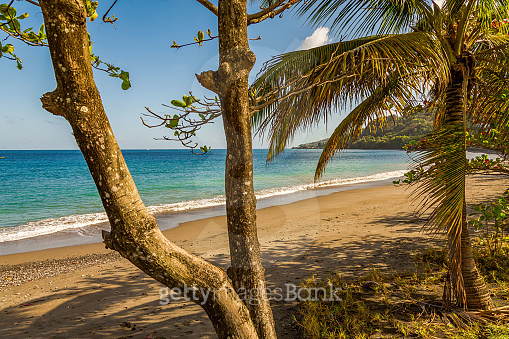 Trees in the Beach, Grenada, Caribbean 이미지 (669526364) - 게티이미지뱅크
