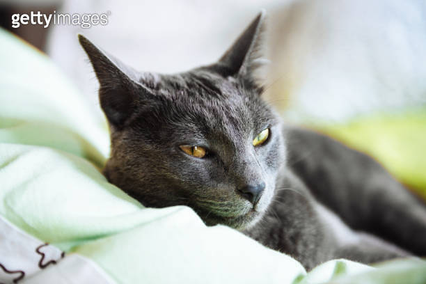 Portrait of lazy, sleepy, grumpy Russian blue cat, lying on bed at home ...