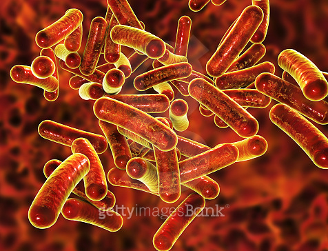 Bacteria Shigella which cause food-borne infection shigellosis ...