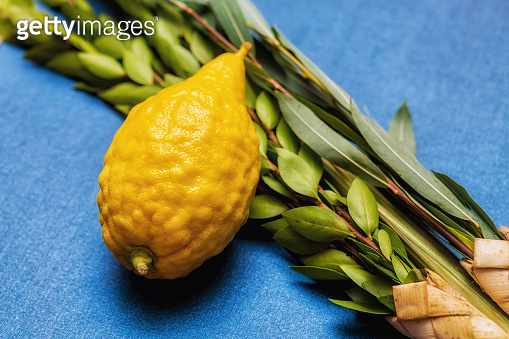 Etrog, symbol of the Jewish holiday of Sukkot on tallis (879454118 ...