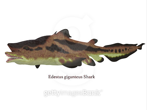Edestus Shark 이미지 (685802752) - 게티이미지뱅크
