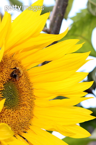 Close up partial sunflower photo, detail, west yorkshire uk 이미지 ...