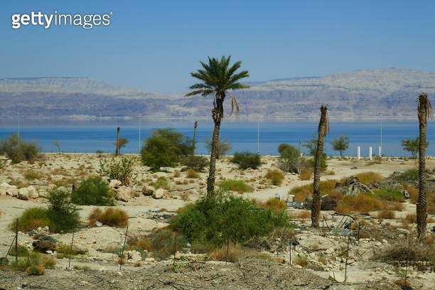 Single flourishing palm tree at the Dead Sea looking over to Jordan ...