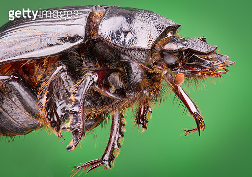 extreme magnification macro close up of beetle. high resolution details ...