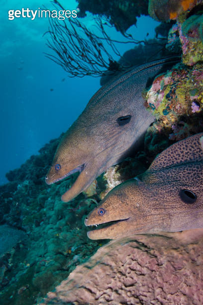 Two Giant Moray Eels (Gymnothorax javanicus) symmetrical in Coral reef ...