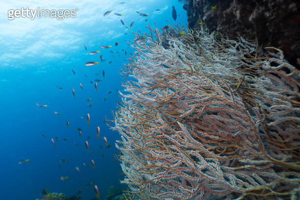 School of Anthias fish in underwater red finger Gorgonian sea fan coral ...
