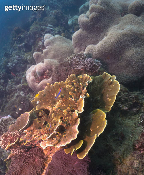 Underwater image of healthy Leaf Coral on healthy coral reef 이미지 ...