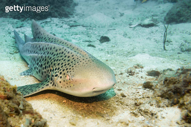 Endangered Species Zebra Leopard Shark (Stegostoma fasciatum) resting ...