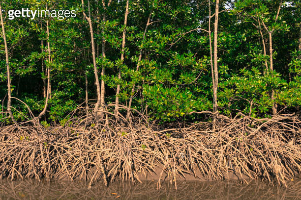 Endangered species Mangrove forest ecosystem 이미지 (922864656) - 게티이미지뱅크