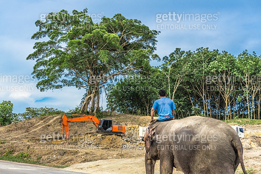 Deforestation Digger clearing forest while elephant and handler watch ...