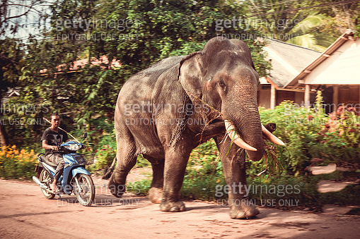 Endangered species Asian Elephant (Elephas maximus) walking on street ...