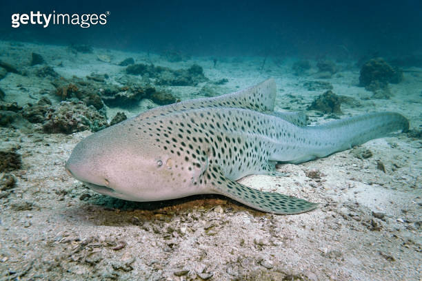 Endangered species wild Zebra Leopard Shark (Stegostoma fasciatum ...