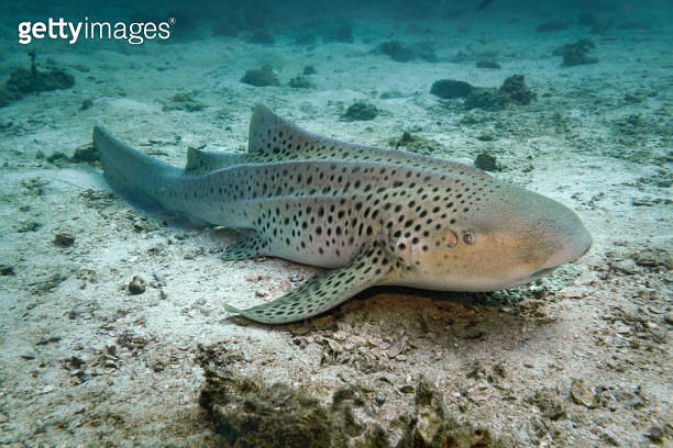 Endangered species wild Zebra Leopard Shark (Stegostoma fasciatum ...