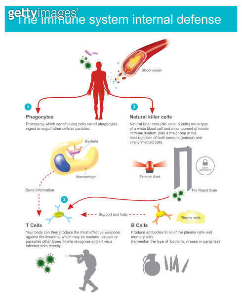 The immune system internal defence. 이미지 (927983340) - 게티이미지뱅크