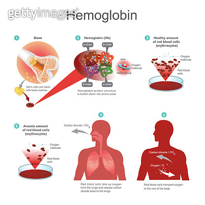 Red blood cells (erythrocytes) begins in the bone marrow. Red blood ...