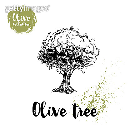 Olive tree hand drawn poster. Old looking vector artwork. Great for ...