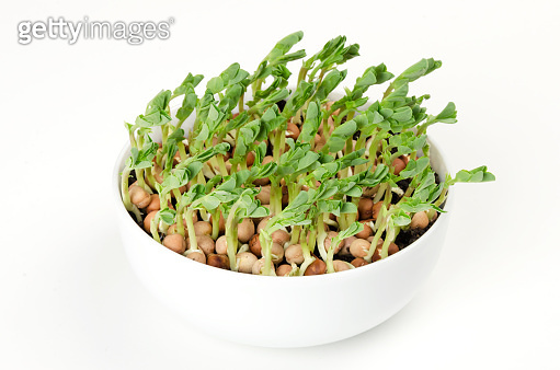 Snow pea microgreen in white porcelain bowl (937439790) - 게티이미지뱅크