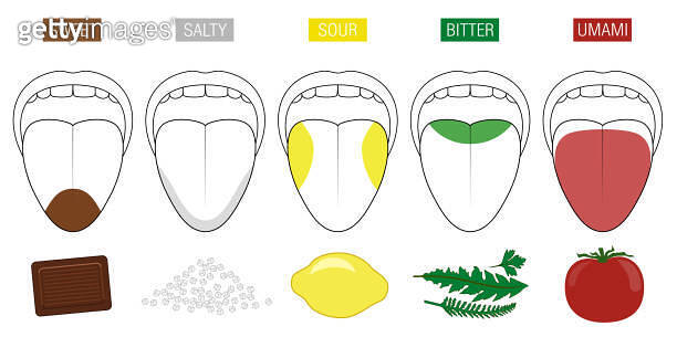 Tongue taste areas. Illustration with five sections of gustation ...