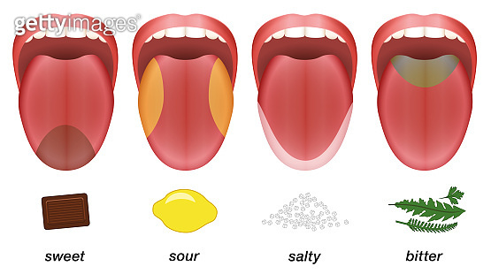 Taste areas of the human tongue - sweet, sour, salty and bitter ...