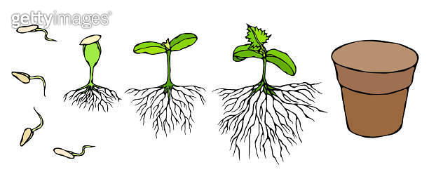 Vector Illustration of Germ and Seeds Sprout with Roots in Ground ...