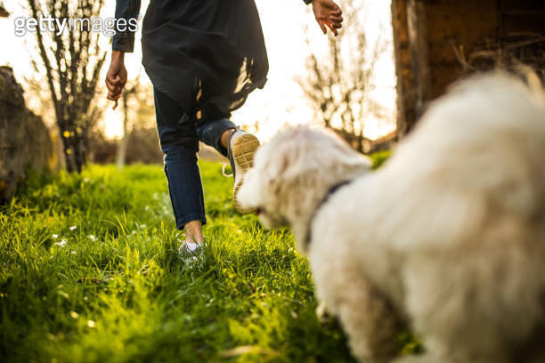 Maltese dog playing with his owner in a backyard 이미지 (956932220) - 게티이미지뱅크