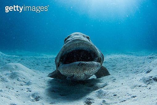 Hungry Giant Cod with its mouth open looking straight at camera ...